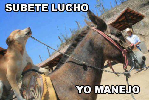 Los memes del perro de «Lucho». – Fernando Ortiz